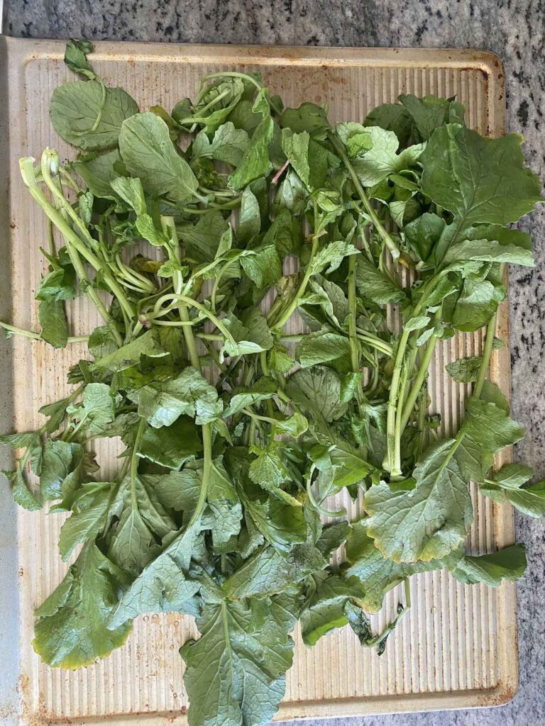 Simple Roasted Radish Salad (Radish Green Tips) | Sofa Dinners